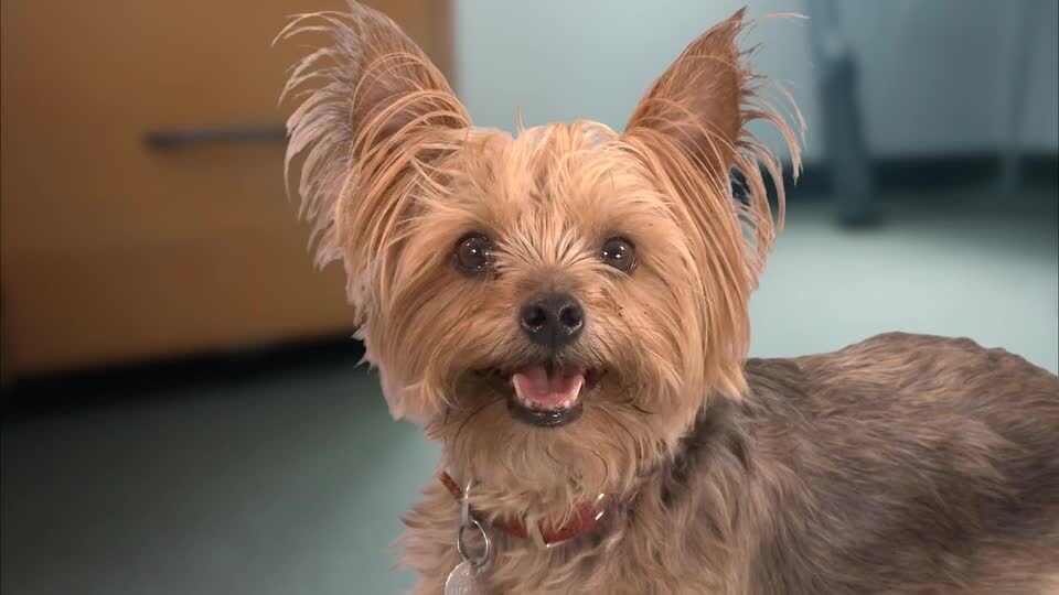 Working Dogs - Accountant Interview