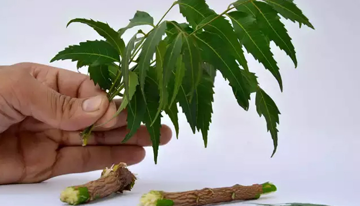 9 Amazing Health Benefits of Eating Neem Leaves