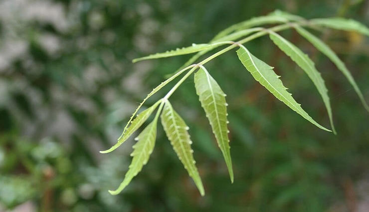 9 Amazing Health Benefits of Eating Neem Leaves