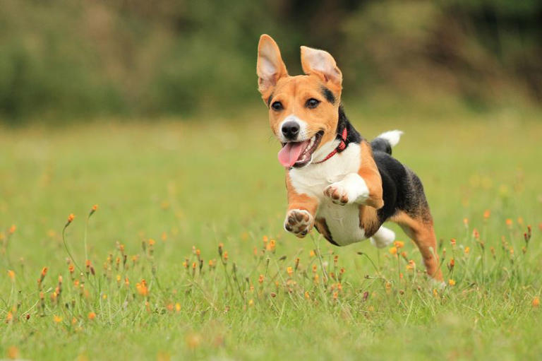 Pet expert warns dog owners tail wagging not always 'happy sign' - here ...