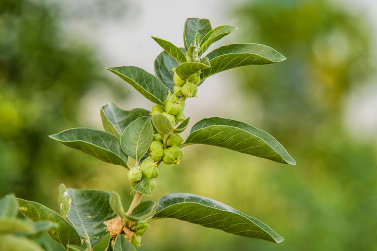 The truth about ashwagandha’s possible health benefits – and its risks
