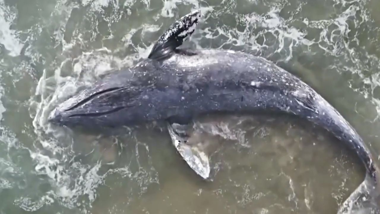 Overwhelmed California vets confirm dead whales killed by toxic algae blooms
