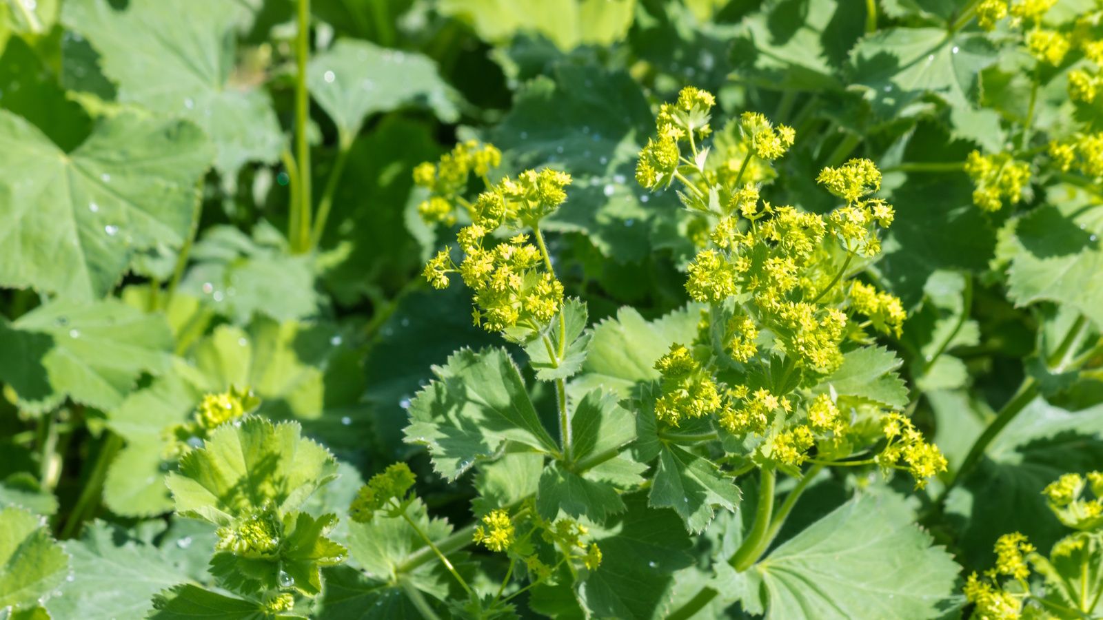 How to grow lady's mantle – for a shade-tolerant ground cover plant ...