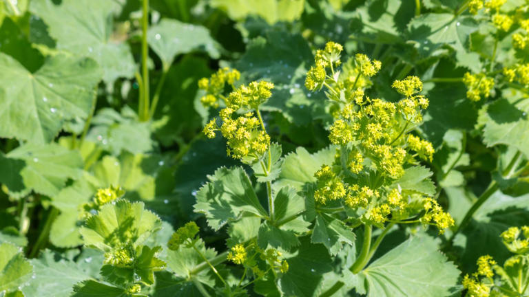 How to grow lady's mantle – for a shade-tolerant ground cover plant ...