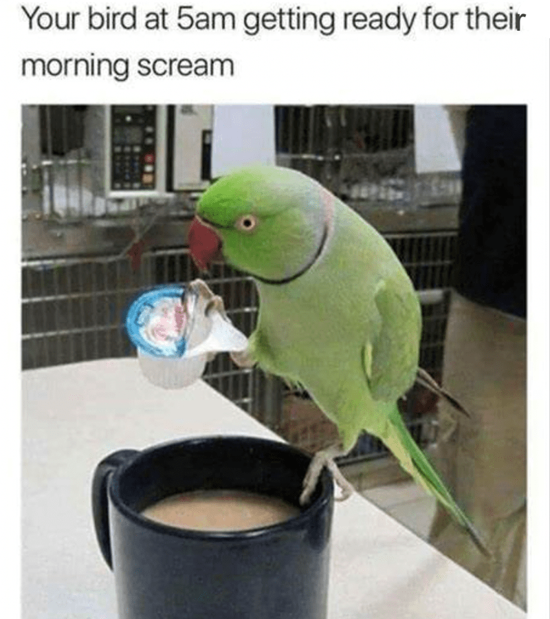 25 Chirpy Bird Memes for Chatty Parents of Talkative Birbs
