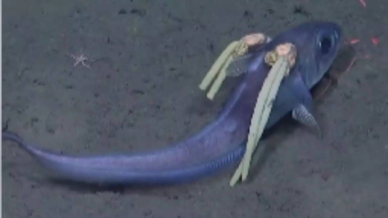 Strange deep-sea fish found with ‘pig-tailed’ parasites attached in ...