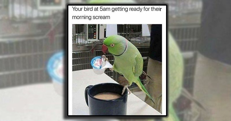 25 Chirpy Bird Memes for Chatty Parents of Talkative Birbs