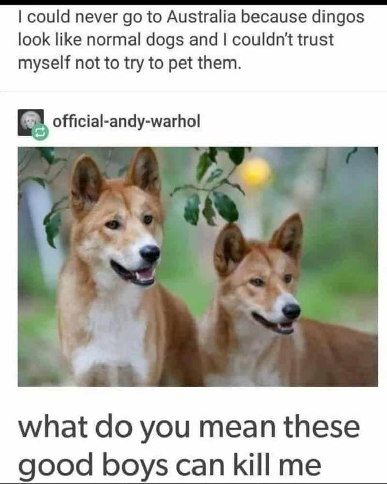 40 Mischievous Animal Memes Of Furry Friends Getting Into All Sorts Of Shenanigans