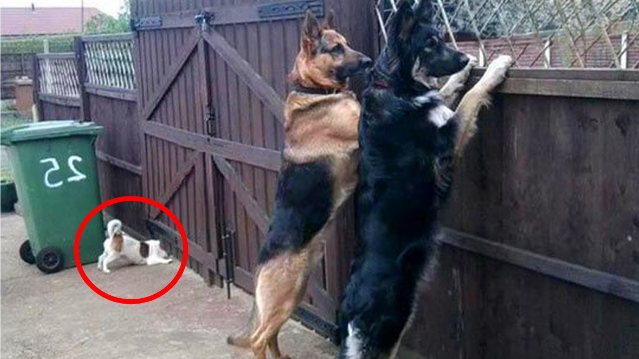 Animals show intelligence that will totally surprise you