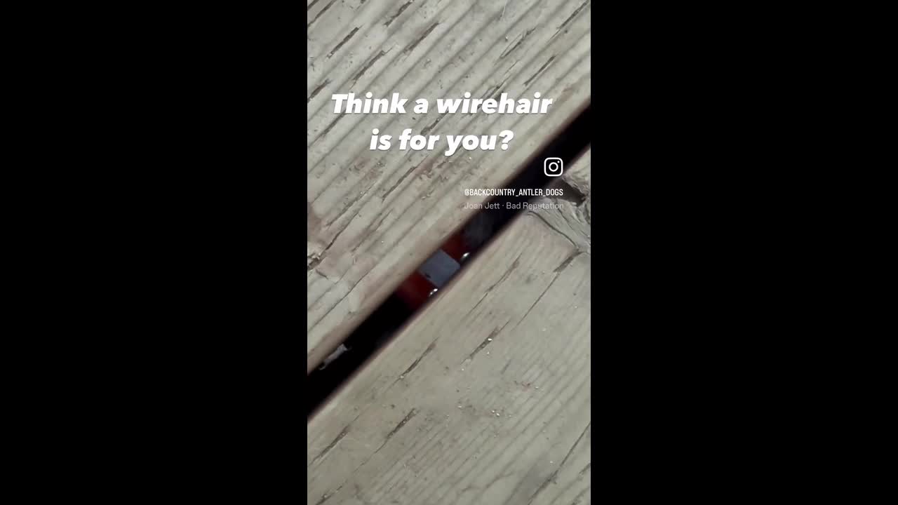 Trapped! Moab the wirehair's wild chase under the deck sparks dramatic ...