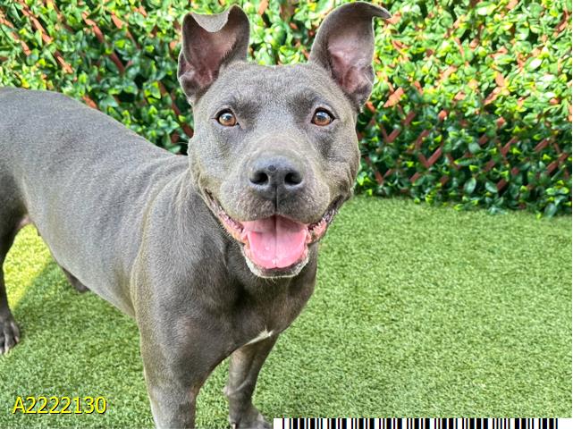 Meet Wallabee, The Palm Beach Post's Pet of the Week. She loves to talk ...