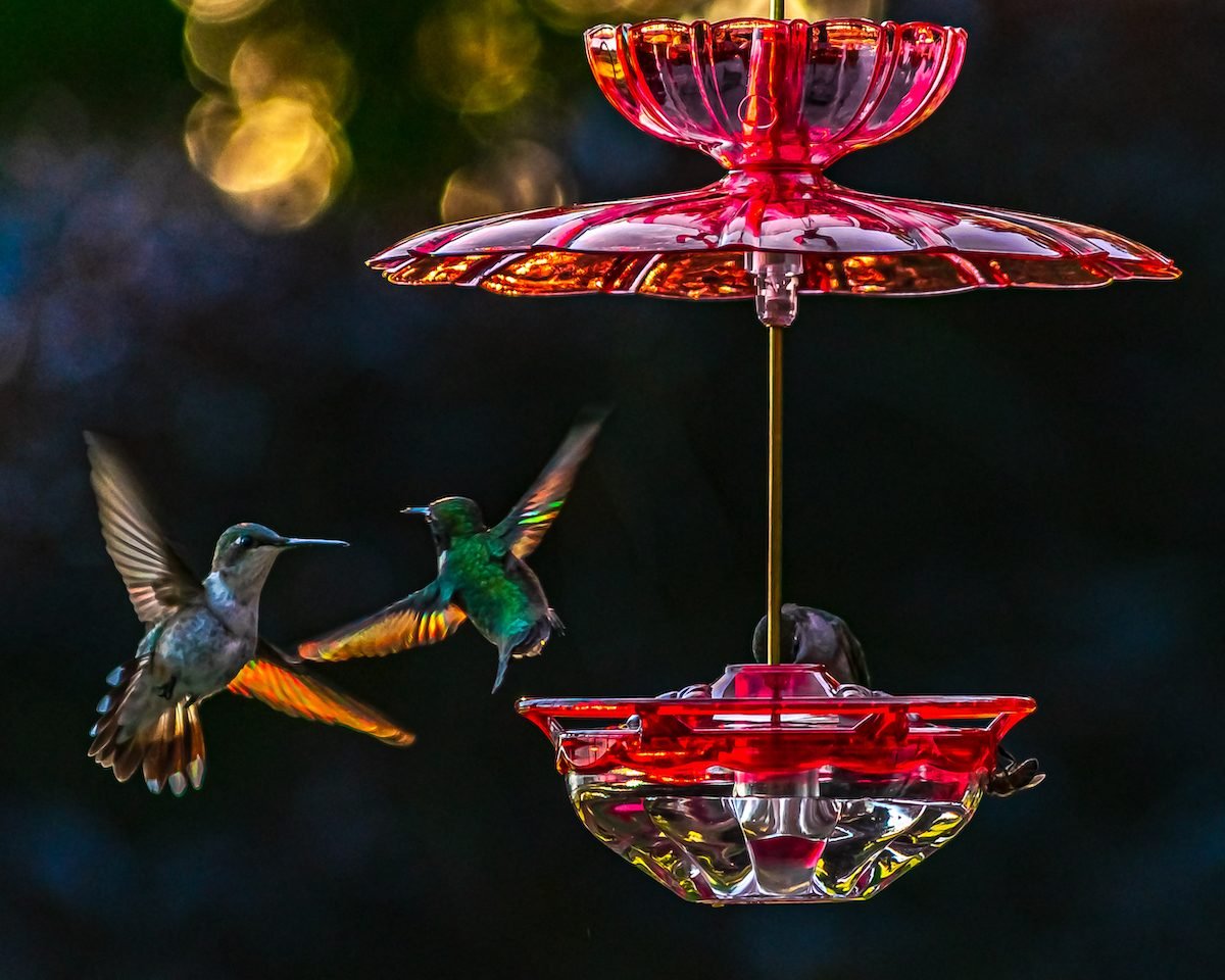 8 hummingbird feeder mistakes you should never make