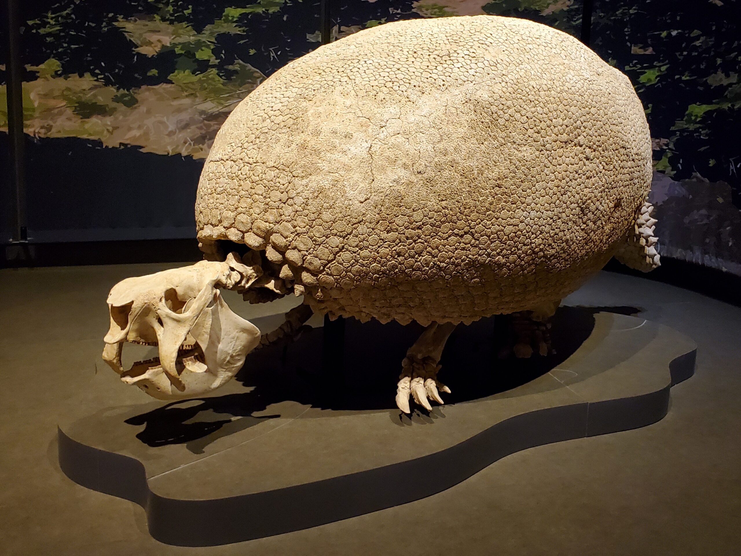 Glyptodon: The Armored Ancestor of the Armadillo