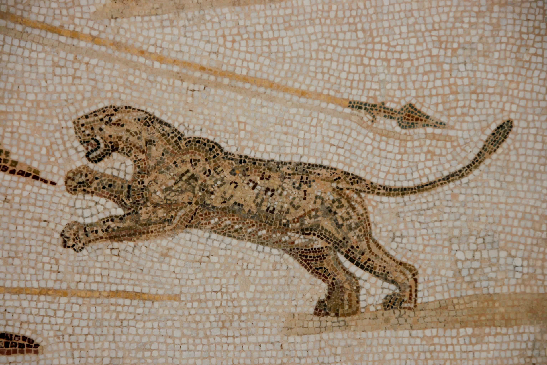 New research shows first physical evidence of gladiator death from lion ...