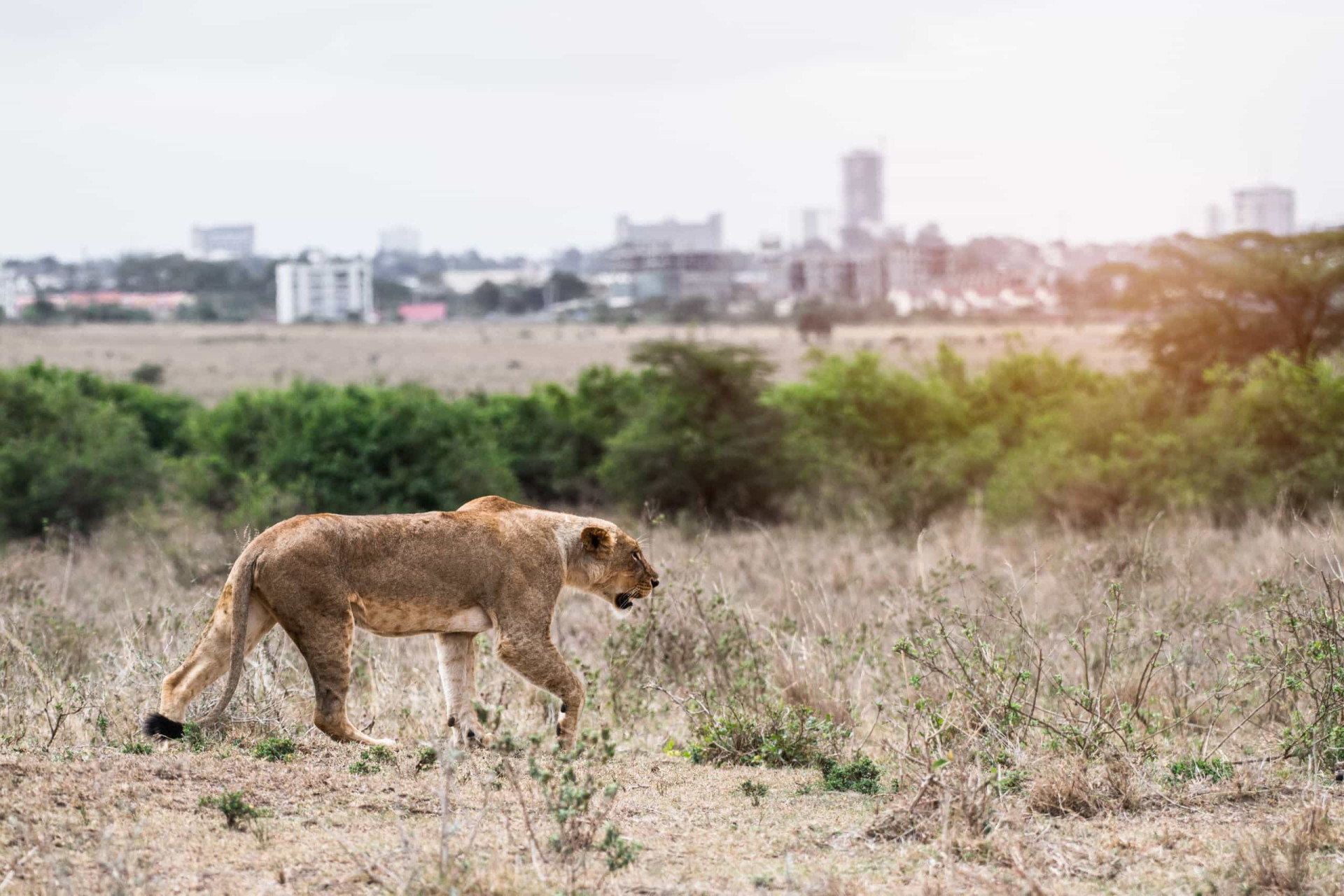 What would happen to Earth if humans went extinct?