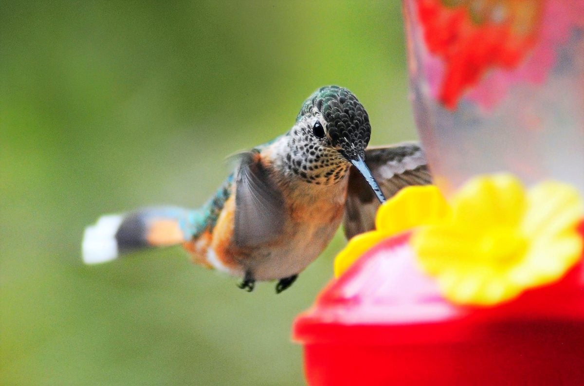 8 hummingbird feeder mistakes you should never make