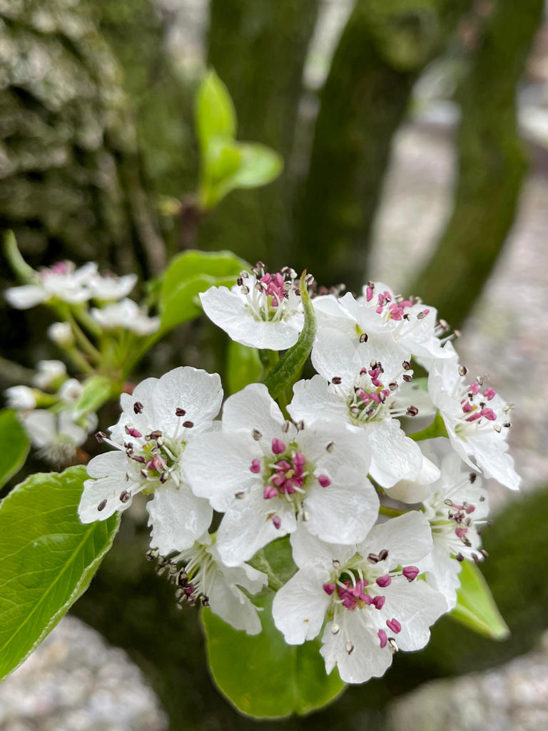 What are those smelly trees that bloom in the spring? Turns out they're ...