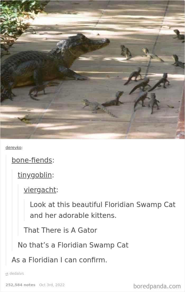 40 Mischievous Animal Memes Of Furry Friends Getting Into All Sorts Of ...