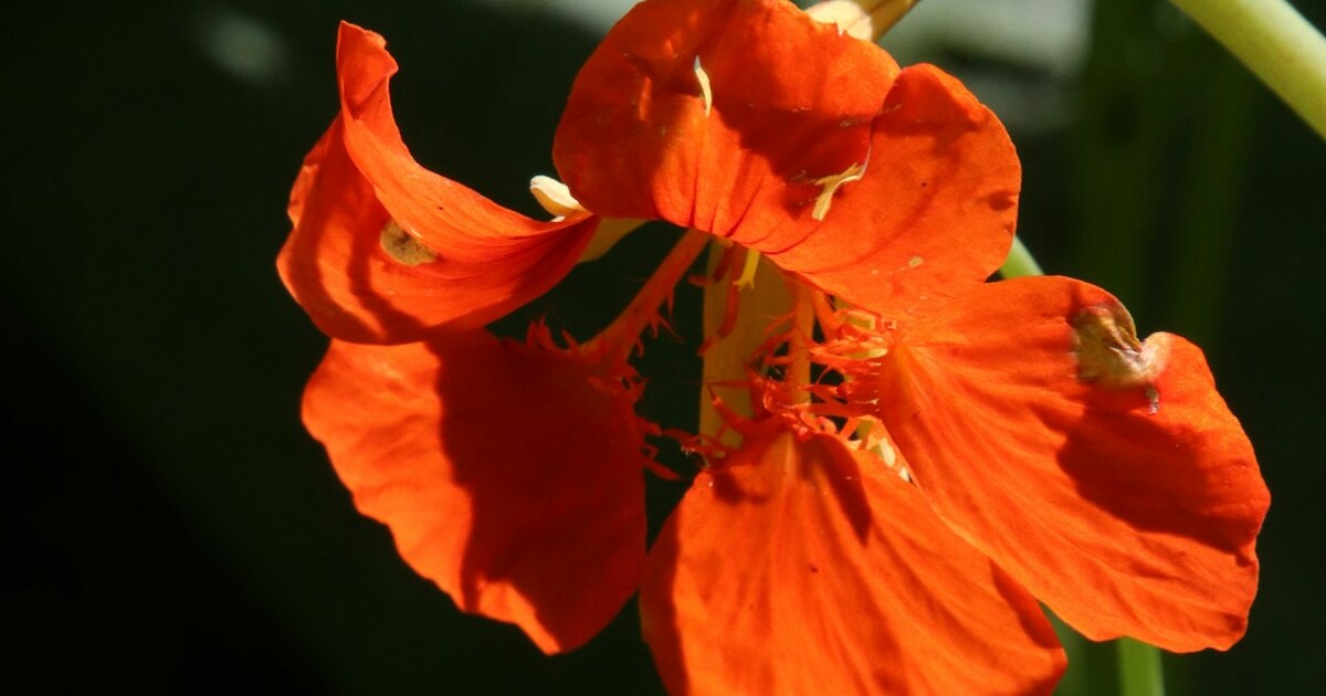 15 Flowers You Can Plant Now That Bloom Beautifully in Late Summer