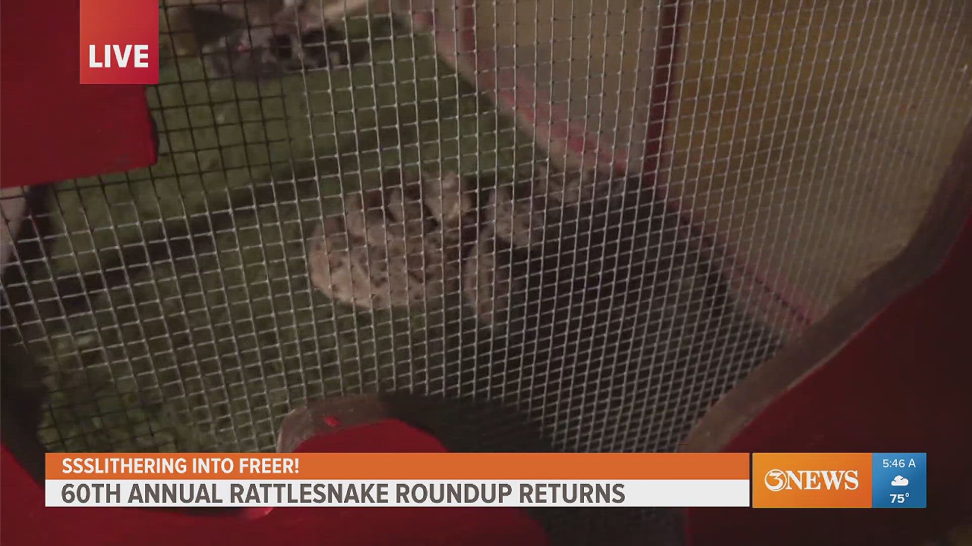 Rattlesnake roundup
