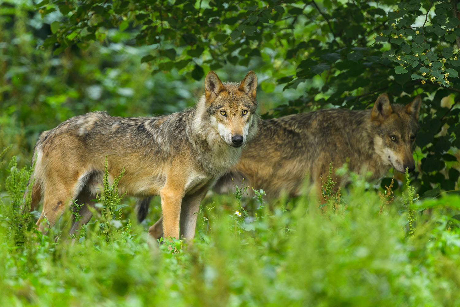 Why Have European Wolves Recovered So Much in the Past Decade?