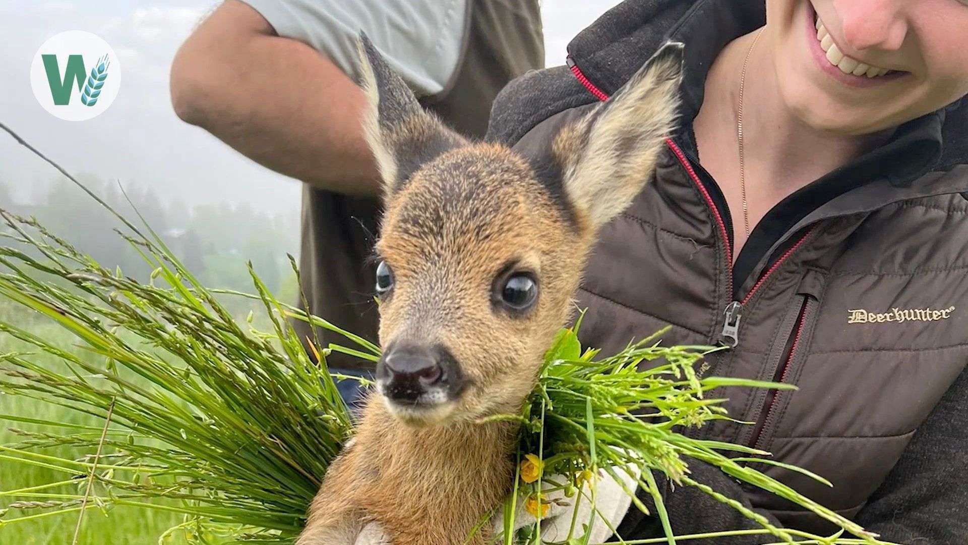 Rehkitzrettung mit Drohne – so geht wildsicheres Mähen