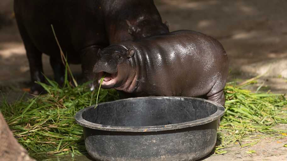 Lisa Laman's predictions for summer 2025's 10 biggest movies