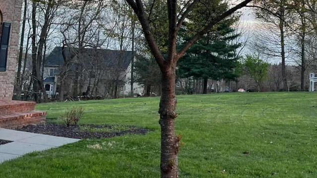 Homeowner warned after sharing photo of problematic landscaping ...