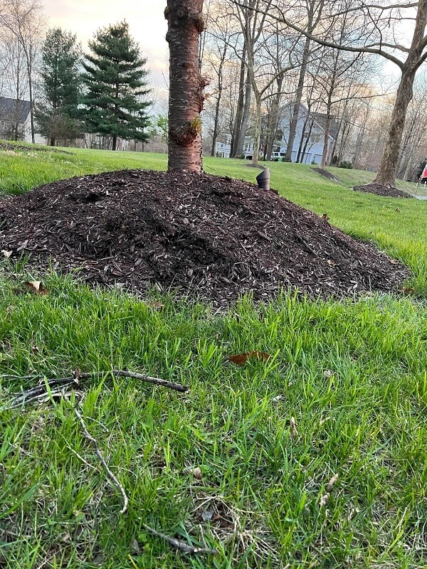 Homeowner warned after sharing photo of problematic landscaping ...