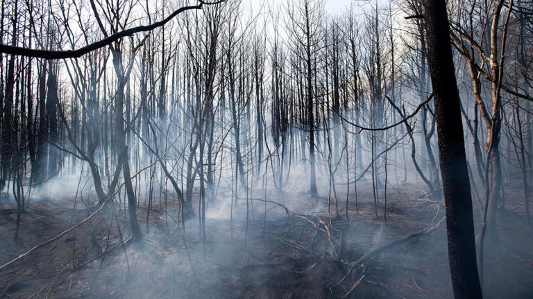 Teen charged with allegedly starting massive New Jersey wildfire