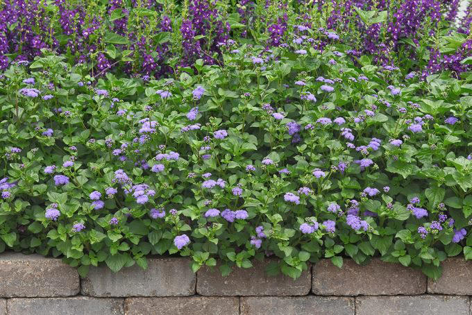 Butterflies Can’t Resist Monarch Magic Ageratum Plants