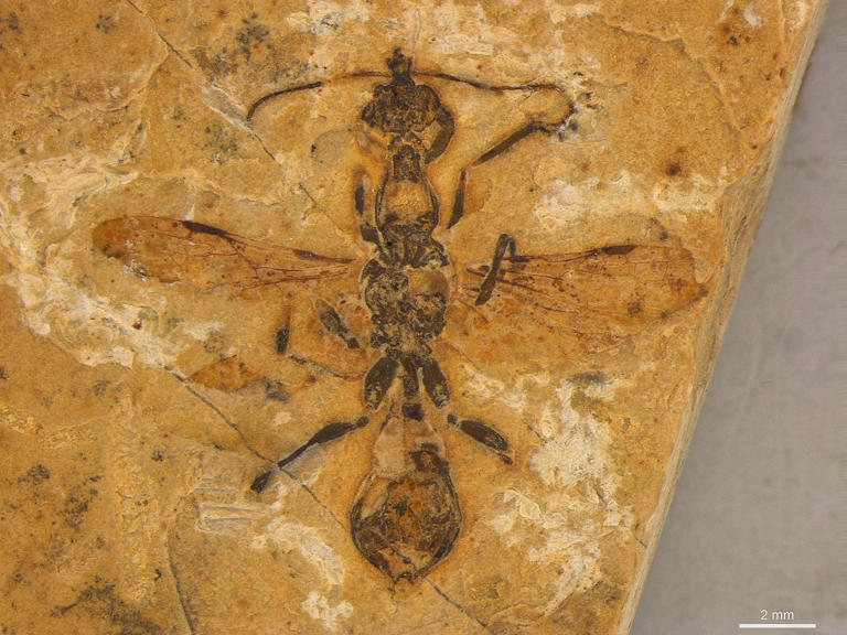 ‘Hell ant’ that impaled prey discovered in 113-million-year-old fossil