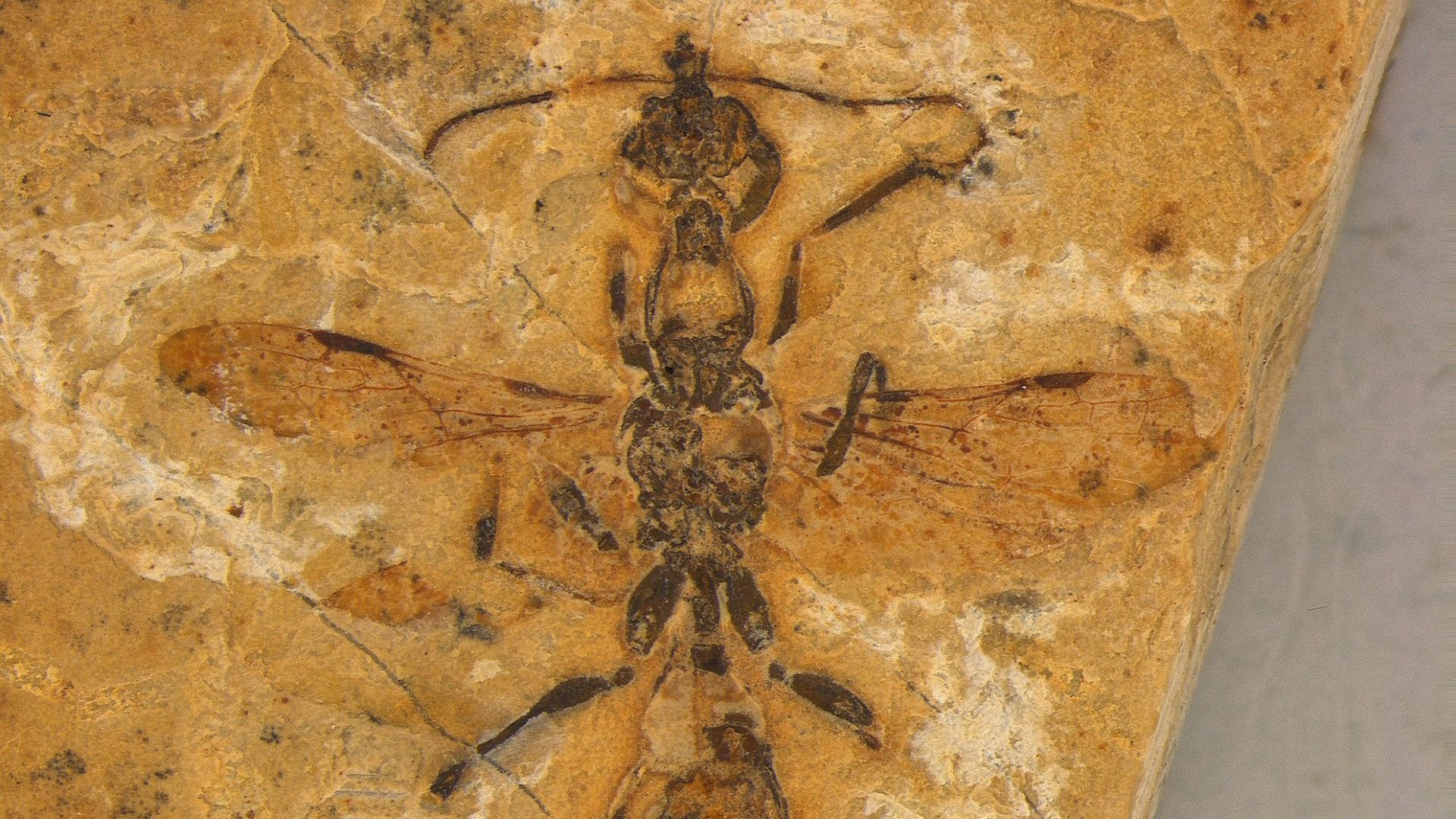 113 million years: Oldest-ever fossil of ‘hell ant’ reveals ancient ...