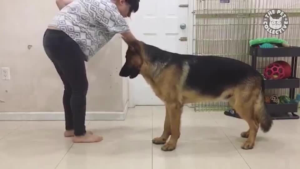 Dog Helps Human