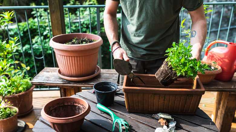 DIY A Budget-Friendly Container Garden Using Two Dollar Tree Laundry Items