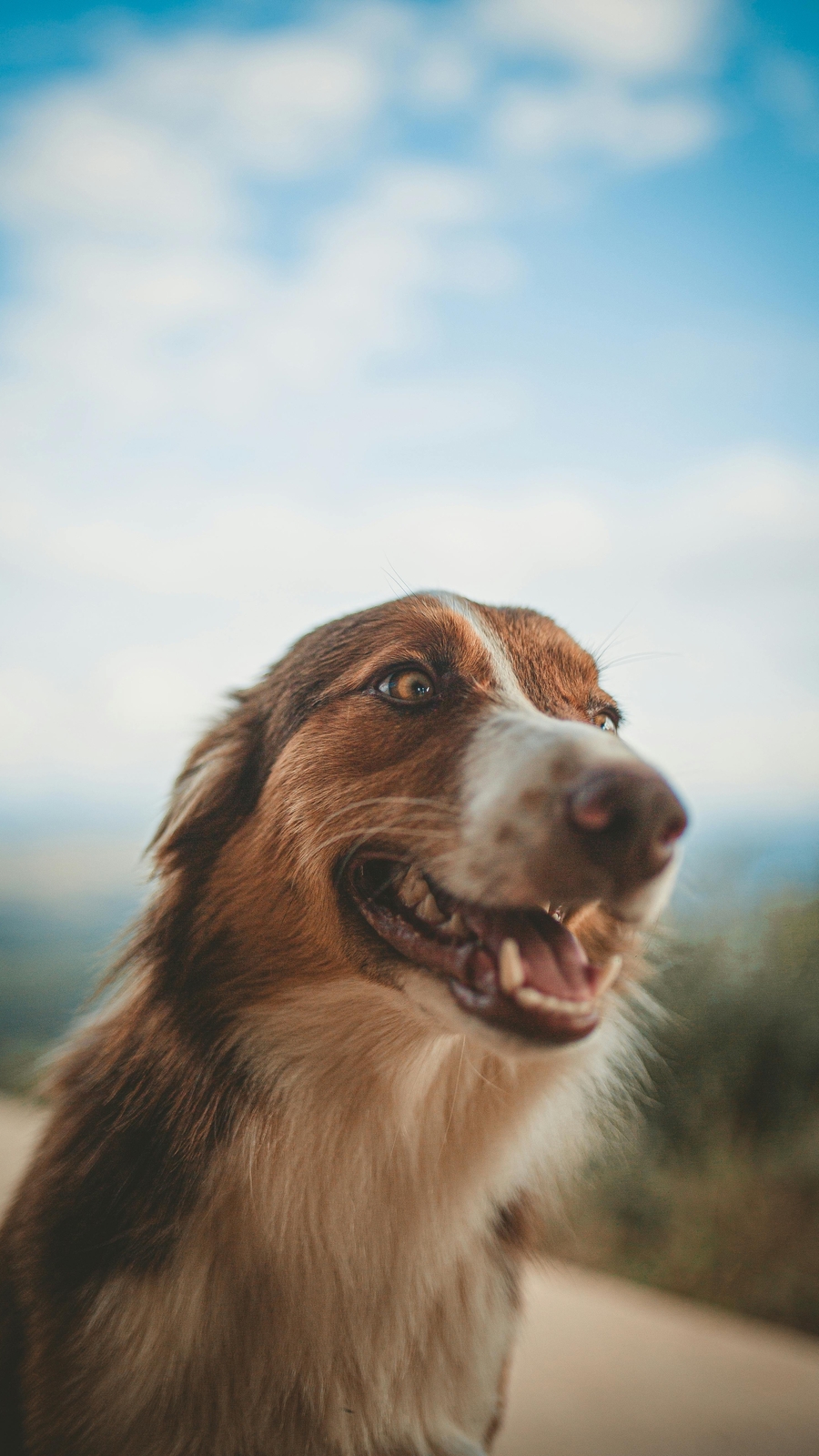 Amazing dog facts you probably didn’t know