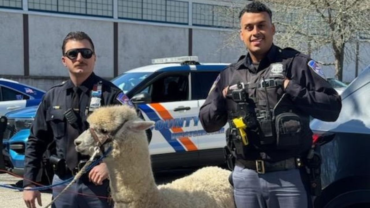 Police capture alpaca during unusual escape in New York