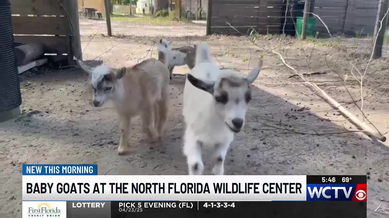 North Florida Wildlife Center welcomes the birth of three goats