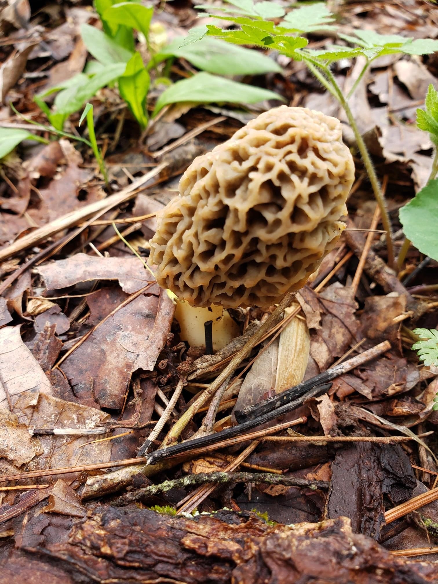 Morel mushrooms are back in Indiana. Here's what you need to know