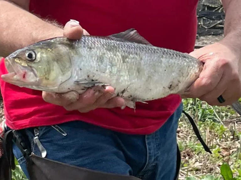 Shad Fest Casts Off This Weekend In The City Of Lambertville