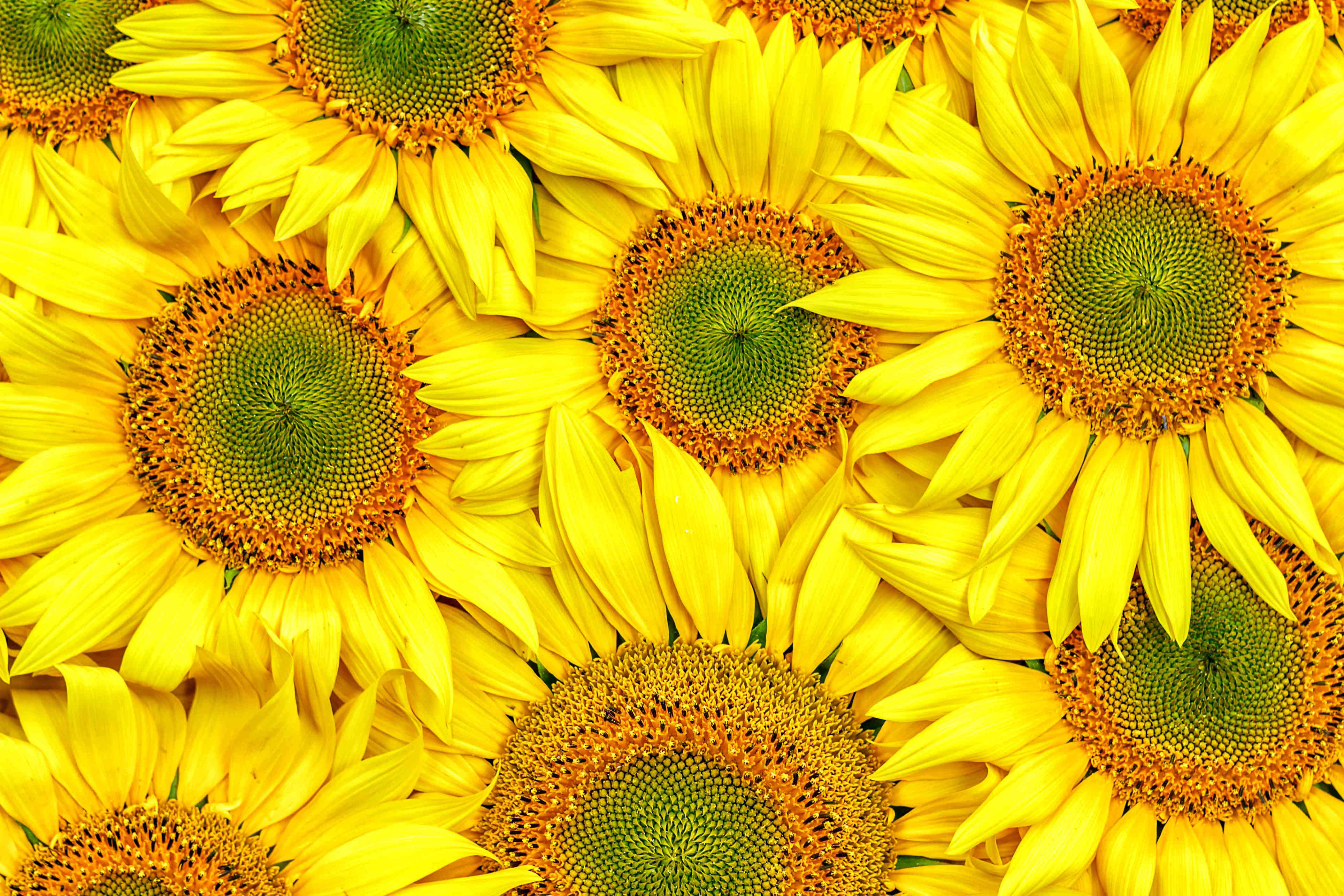 Harmonic Patterns in the Currency Markets