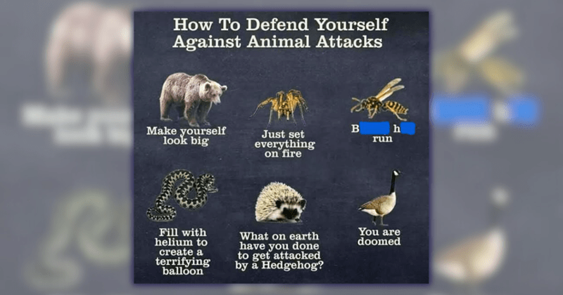 This is a PSA: These 25 Animal Memes Will Help Any Human Laugh