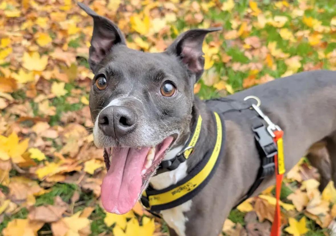 15 loving dogs looking for their forever homes in Derby and Derbyshire ...