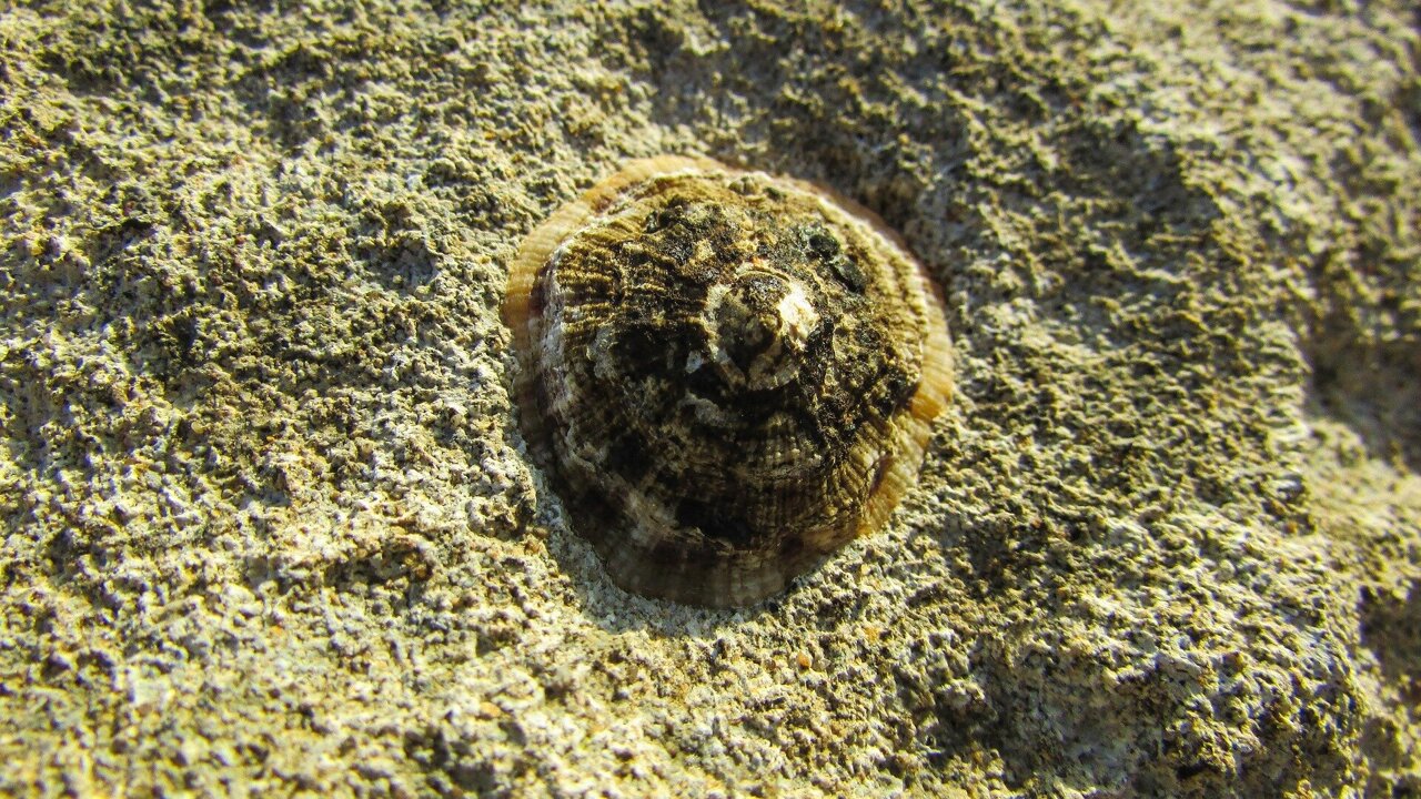 Shell-forming cells in limpets are specified autonomously, study finds