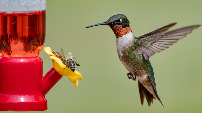 Pollinator-Friendly Plants That Will Keep Bees Away From Your ...