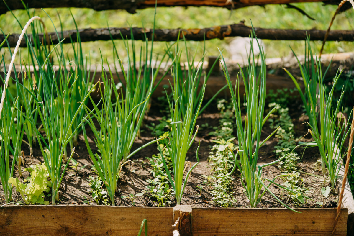 How to Grow and Care for Scallions