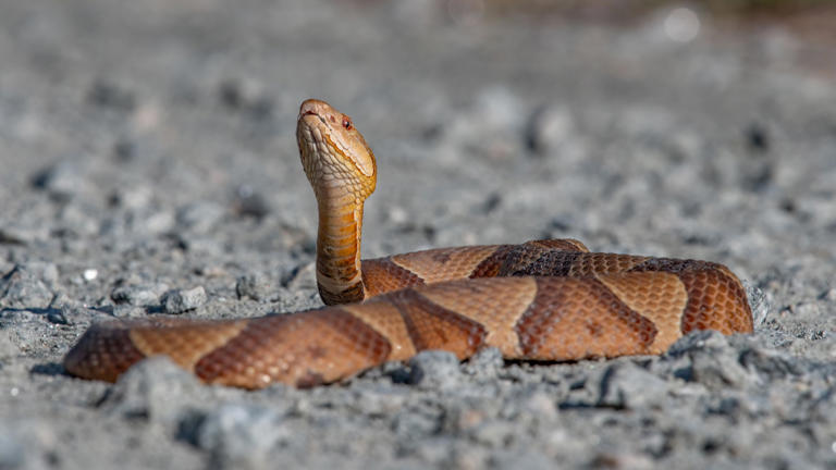 Copperhead snake encounters are on the rise: How to keep them out of ...