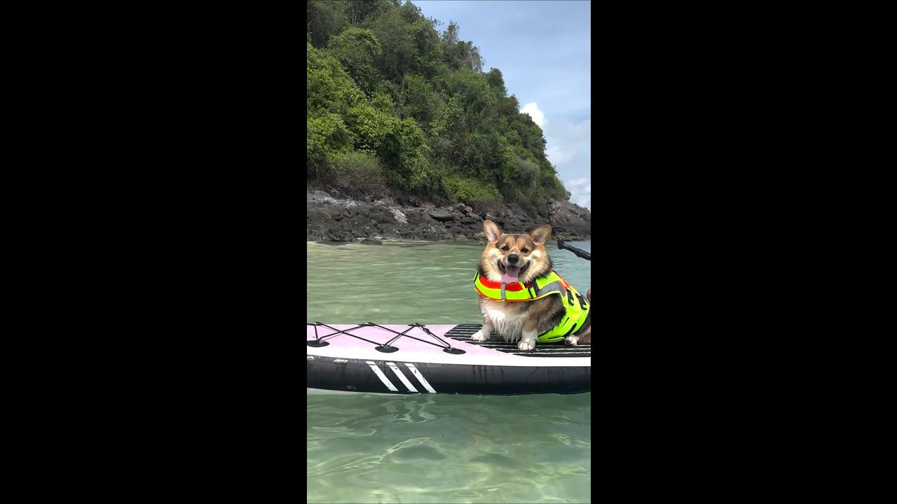 Pet dogs ride stand-up paddleboard on crystal clear Thai beach