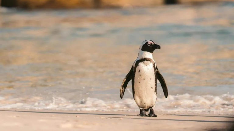 It’s World Penguin Day