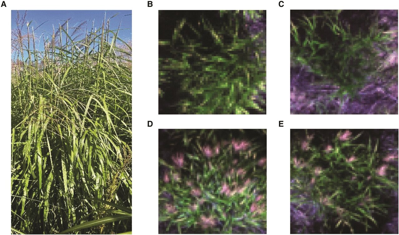 New approach makes AI adaptable for computer vision in crop breeding